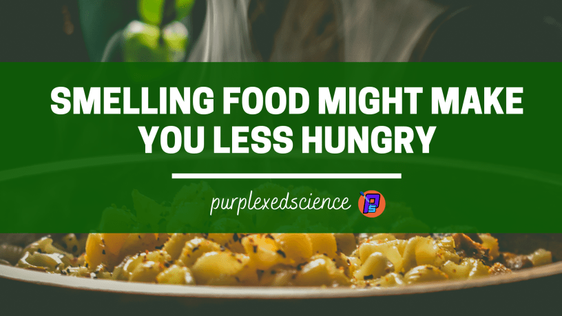 Smelling food might make you less hungry – purplexed science